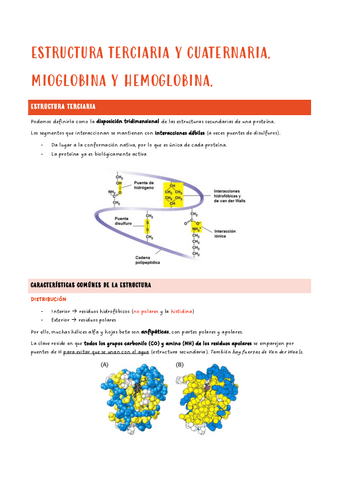 T4-ESTRUCTURA-TERCIARIA-Y-CUATERNARIA.-MIOGLOBINA-Y-HEMOGLOBINA.pdf