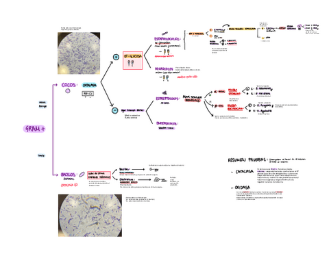 Esquemas-Practicas-Micro.pdf