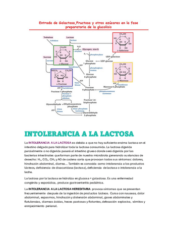 INTOLERANCIA-A-LA-LACTOSA-GALACTOSEMIA-Y-FRUCTOSEMIA.pdf