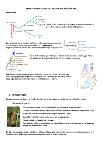 tema 21.-gimnospermas I. Cycadopsida y Ginkopsida.pdf
