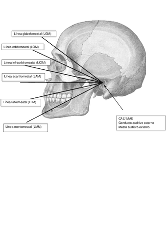 lineas-de-referencia-del-craneo.pdf